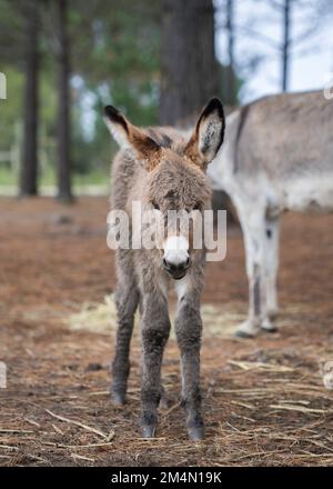 Cute and fluffy donkey foal standing on his lanky legs facing the ...