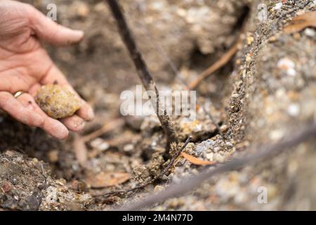 digging for gems and metals in australia in spring Stock Photo - Alamy
