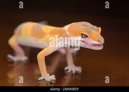 gecko on the earth Stock Photo - Alamy