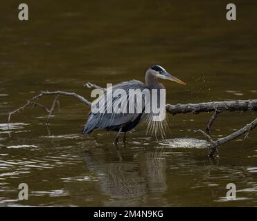 A Great blue heron with specialized feathers on its chest, standing in ...