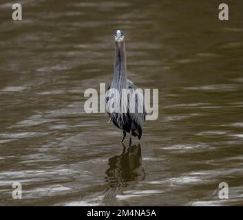 A Great blue heron with specialized feathers on its chest, standing in ...