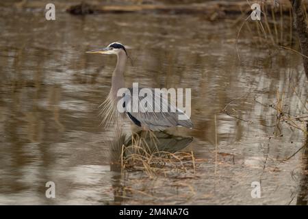 A Great blue heron with specialized feathers on its chest, standing in ...