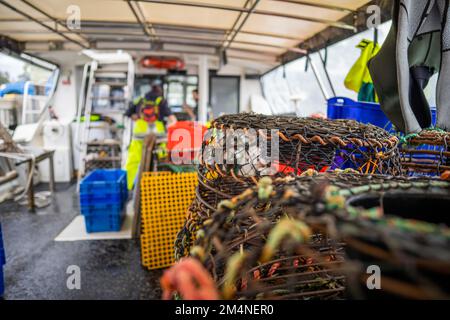 fish market with fish and crustations. seafood. Catching live Lobster ...