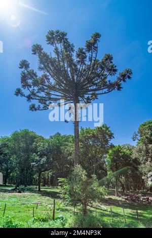 Pinheiro-do-paraná, Araucaria angustifólia, Araucária, Curi, Pinheiro ...