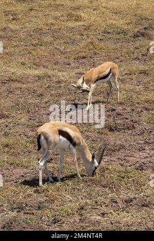 Two gazelles grazing in savannah, eating rare withered grass. Viewed ...