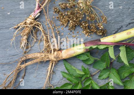 Wald-Engelwurz, Wurzel, Wurzeln, Engelwurz-Wurzel, Engelwurzwurzel ...
