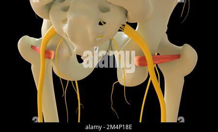 Gemellus superior Muscle Anatomy For Medical Concept 3D Illustration ...