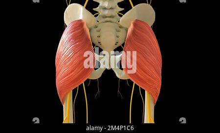 Gluteus Medius Muscle anatomy for medical concept 3D illustration Stock ...