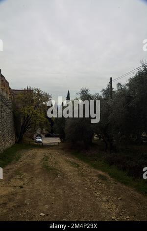 Downhill dirt path bordered by a boundary wall and an olive tree grove ...