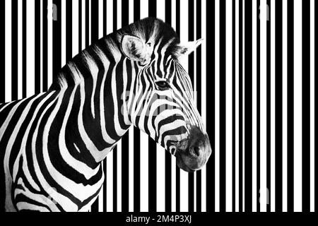 Detail of a zebra head over an abstract black and white striped code ...