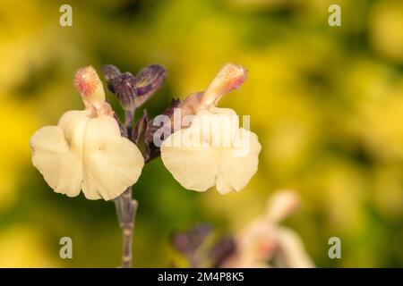 Macro shot of yellow salvia flowers in bloom Stock Photo - Alamy