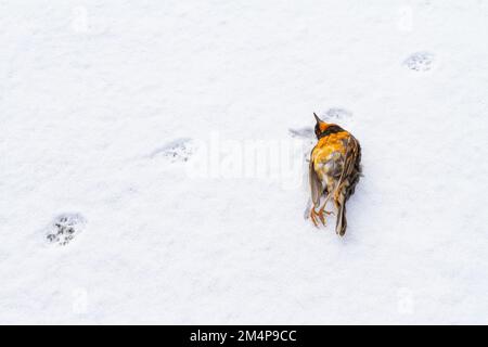 A deceased Varied Thrush (Ixoreus naevius) lying in the winter snow ...