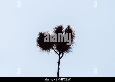 Allamanda puberula seed in a garden in Rio de Janeiro Stock Photo - Alamy
