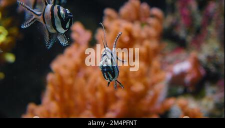Banggai Cardinalfish swimming over soft coral, mangrove roots in ...