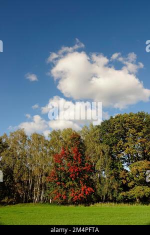 Spreewald in autumn, Brandenburg, Germany Stock Photo - Alamy