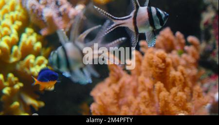 Banggai Cardinalfish swimming over soft coral, mangrove roots in the ...