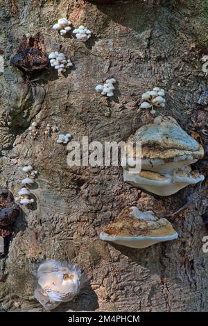 Dead copper porcelain fungi (Oudemansiella mucida), Emsland, Lower ...