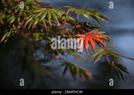 Fan maple (Acer palmatum Trompenburg), Emsland, Lower Saxony, Germany ...