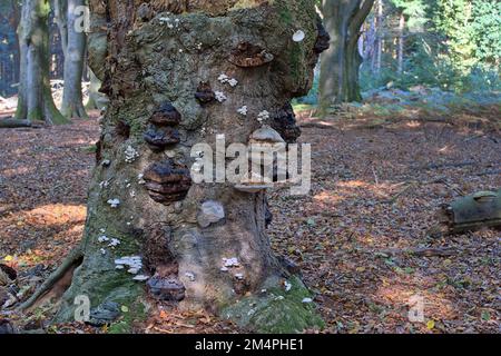 Dead copper porcelain fungi (Oudemansiella mucida), Emsland, Lower ...
