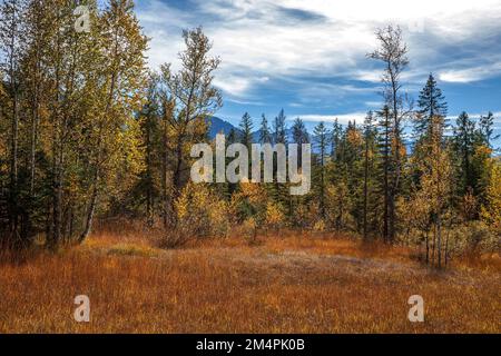 Autumn forest, autumn landscape below the Engenkopf, Hoefats at the ...