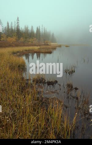 A vertical shot of the Svartdalstjerna forest in Totenaasen Hills ...