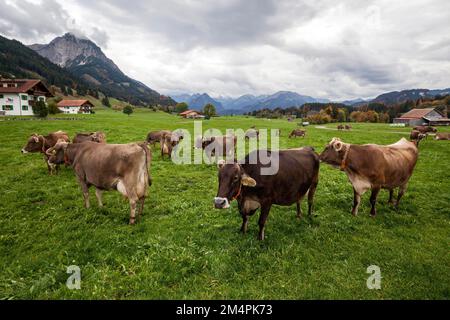 Dairy cows on pasture, Schoellang, near Oberstdorf, Rubikopf in the ...