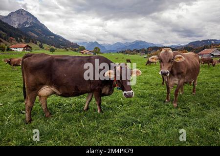 Dairy cows on pasture, Schoellang, near Oberstdorf, Rubikopf in the ...