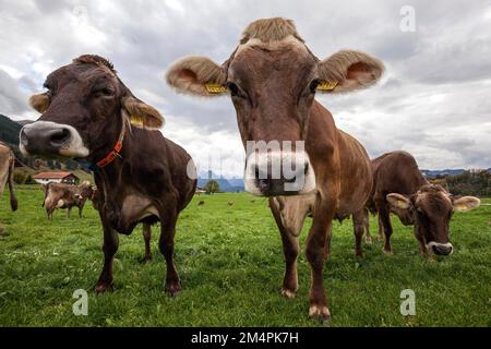 Dairy cows on pasture, Schoellang, near Oberstdorf, Rubikopf in the ...