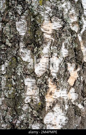 Bark of a birch (Betula), Baden-Wuerttemberg, Germany Stock Photo - Alamy