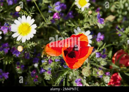 Aptera, spring, spring meadows, detail, poppy (papaver), Souda, Chania ...