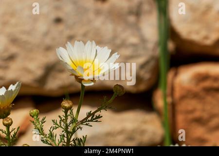 Aptera, macro, spring, spring meadows, crown useweed (Glebionis ...