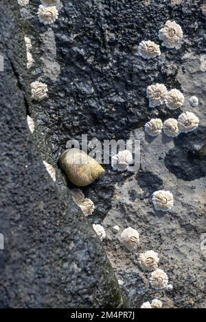 Mussels and snails at low tide, Isle of Skye, Inner Hebrides, Scotland ...