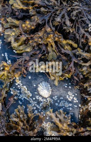 Mussels and snails at low tide, Isle of Skye, Inner Hebrides, Scotland ...