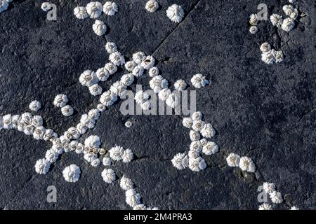 Mussels and snails at low tide, Isle of Skye, Inner Hebrides, Scotland ...