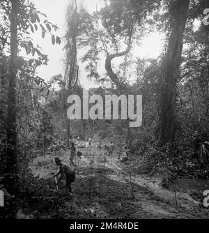Magazine Unit - Logging in the Gabon. Photographs of Marshall Plan ...