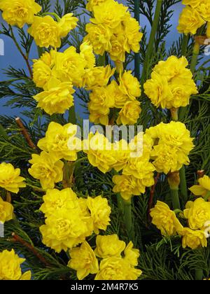 Golden rain has beautiful yellow flowers Stock Photo - Alamy