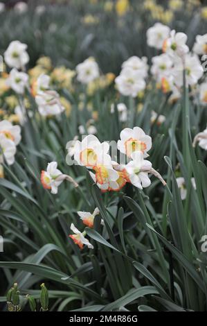 White and yellow with an orange ring Large-Cupped daffodils (Narcissus ...