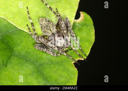 Male garden orbweb spider (Socca pustulosa Stock Photo - Alamy