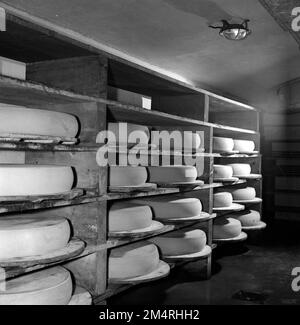 Le Man Stories - Milk Plant, Cheese Making, Artificial Insemination ...