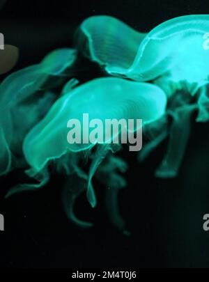 a closeup shot of jellyfish in dark blue water Stock Photo - Alamy