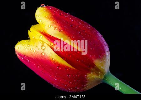 Dew-covered flower glowing under sunlight with a soft, dreamy ...