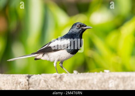 An oriental magpie bird on a concrete surface against a blurred ...