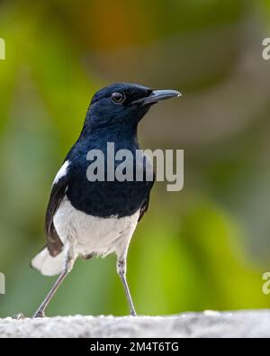 An oriental magpie bird on a concrete surface against a blurred ...