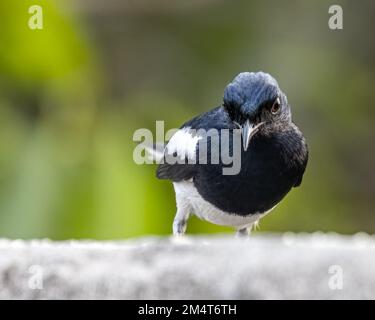 An oriental magpie bird on a concrete surface against a blurred ...