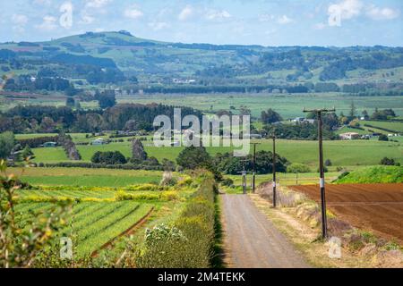 Road through fields at Pukekohe,a market gardening area south of ...