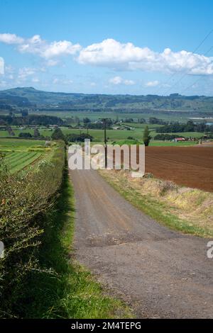 Road through fields at Pukekohe,a market gardening area south of ...