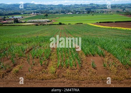Onions growing in field at Pukekohe,a market gardening area south of ...