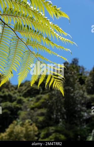 Tree fern frond above forest covered hillside, Otari Wilton Bush ...