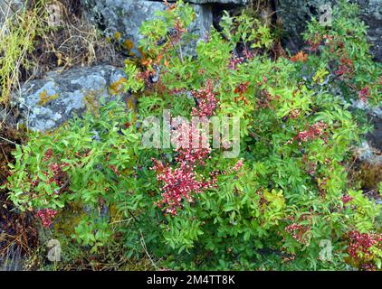 Pistacia terebinthus, also called the terebinth, with fruits Stock ...
