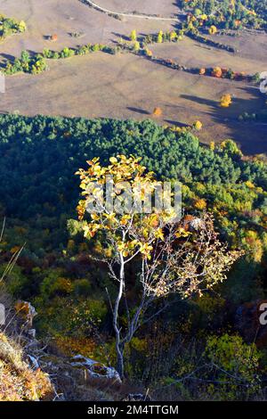 A small Sorbus aria tree with autumn foliage Stock Photo - Alamy